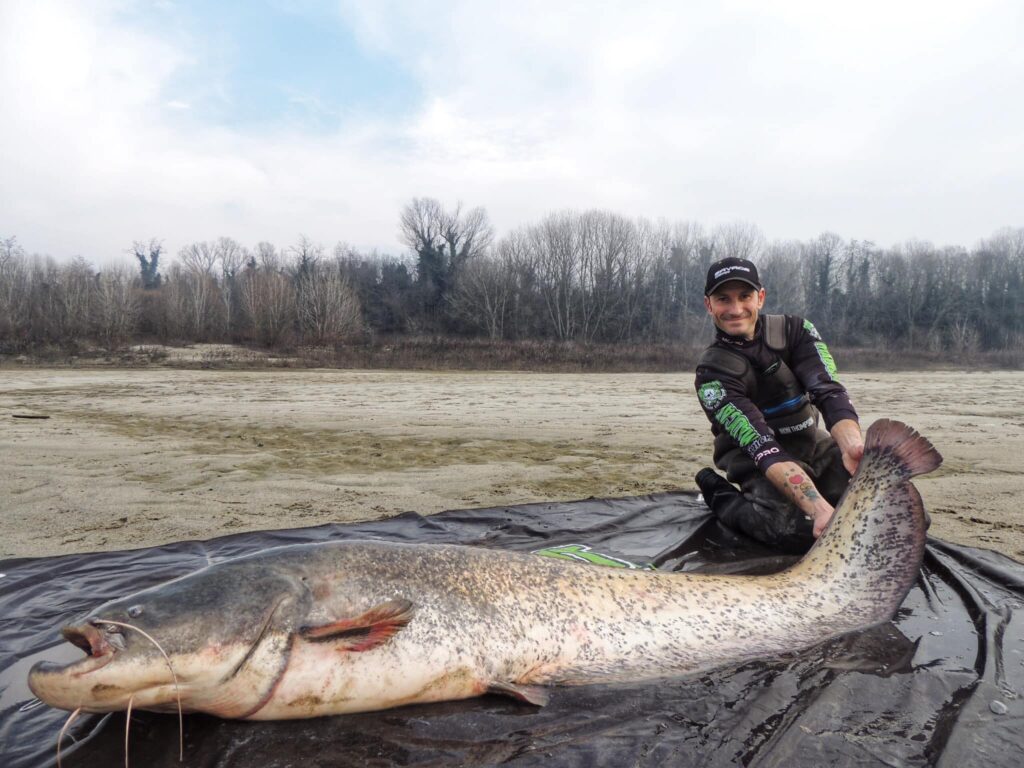 (VIDEO) Pescador italiano captura pez gato de casi tres metros de largo