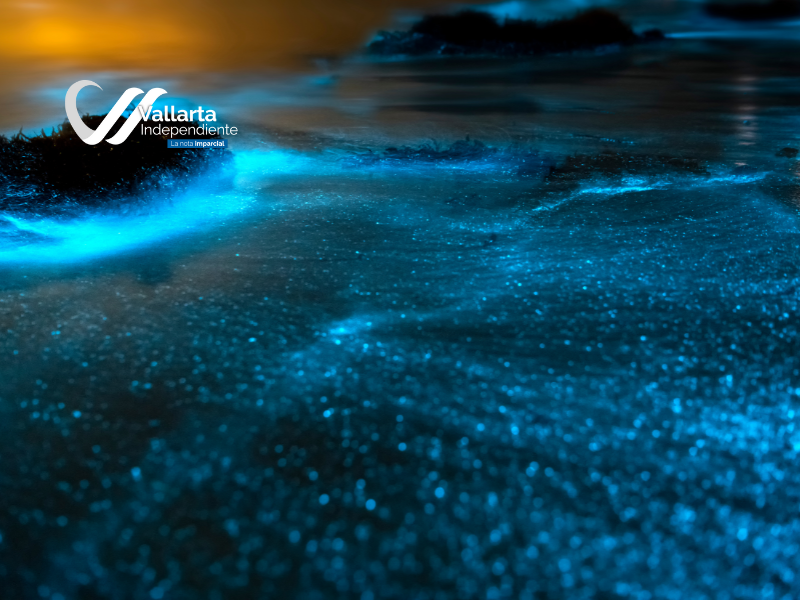 Una de las 5 playas bioluminiscentes de México se encuentra en Nayarit ...